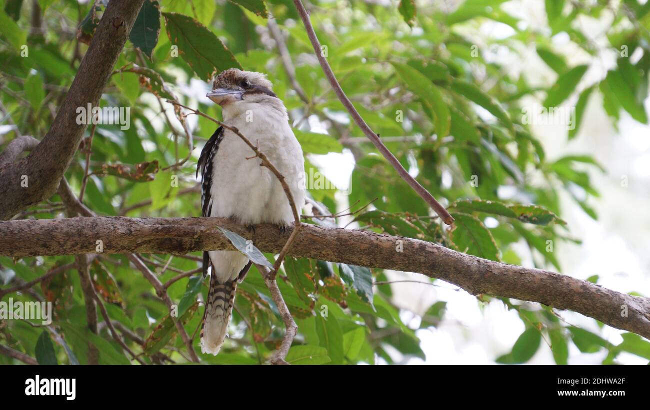 Kookaburra bird perching on the branch of a tree Stock Photo - Alamy