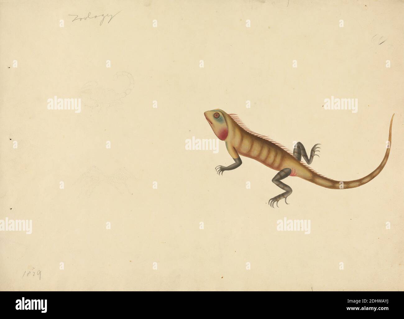 A Lizard with Sketches of a Scorpion and a Spider, unknown artist, 1829 ...