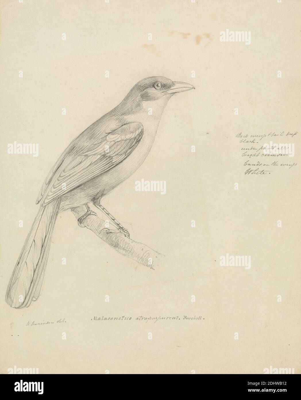 Swainson bird art hi-res stock photography and images - Alamy