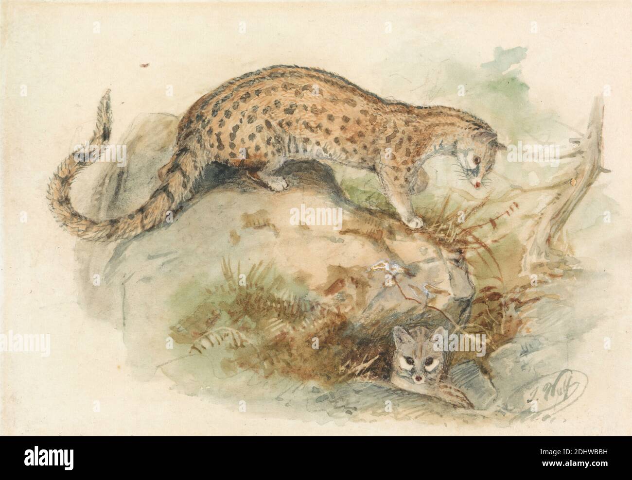 Joseph wolf hi-res stock photography and images - Alamy