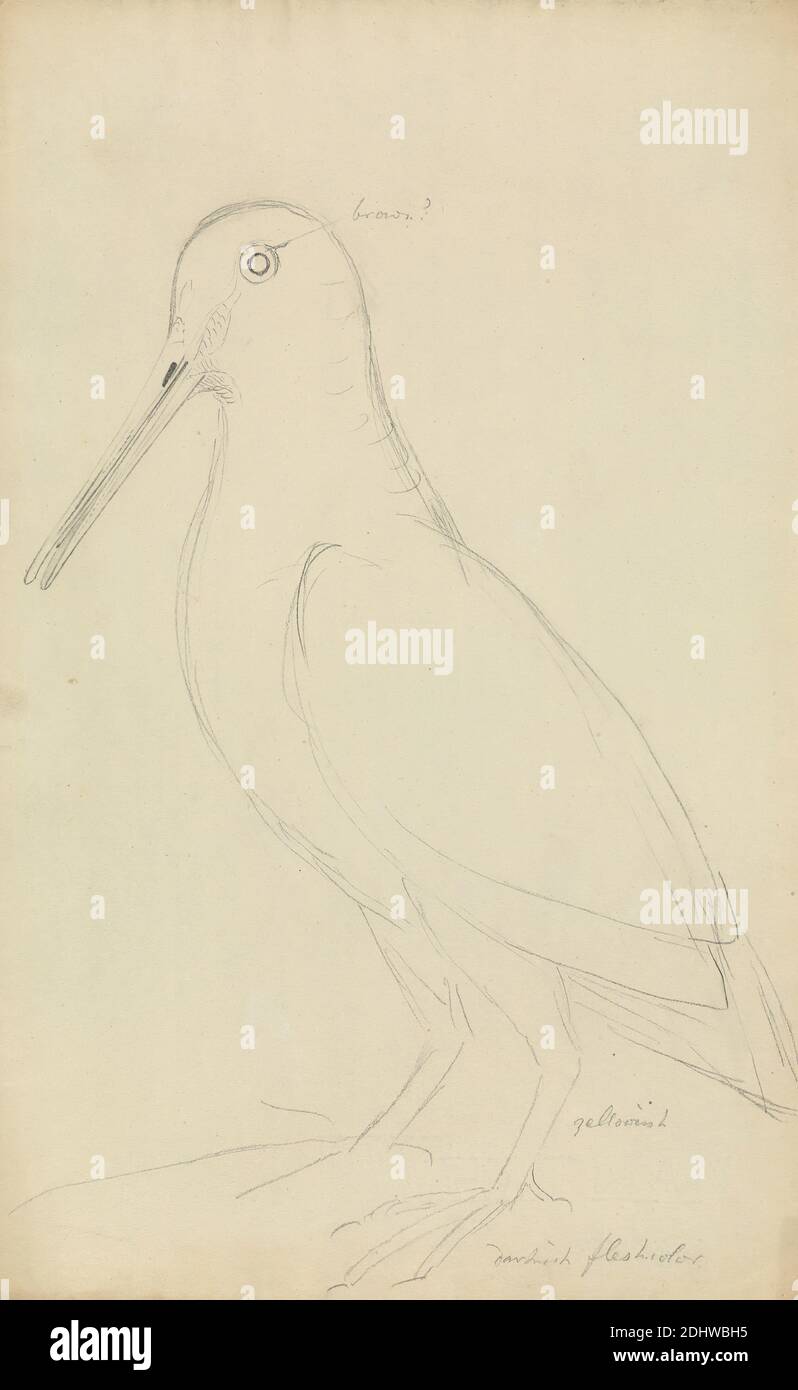 British birds art hi-res stock photography and images - Alamy