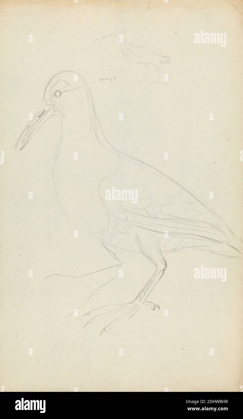 British birds art hi-res stock photography and images - Alamy