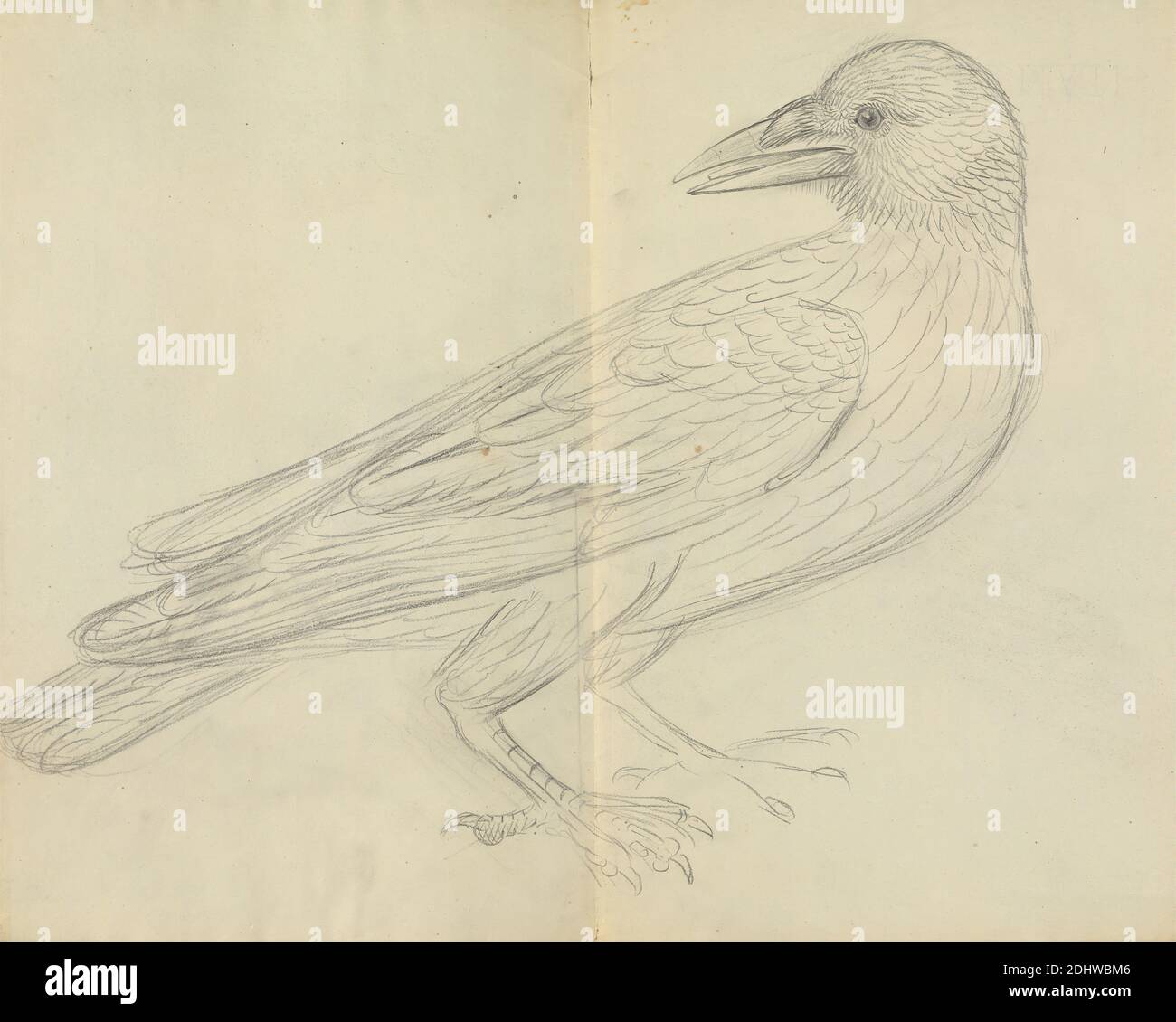 British crows hi-res stock photography and images - Alamy