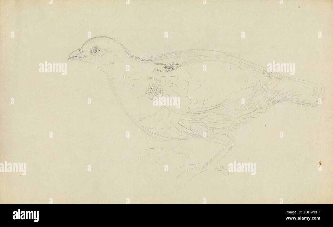 Animal art hi-res stock photography and images - Alamy