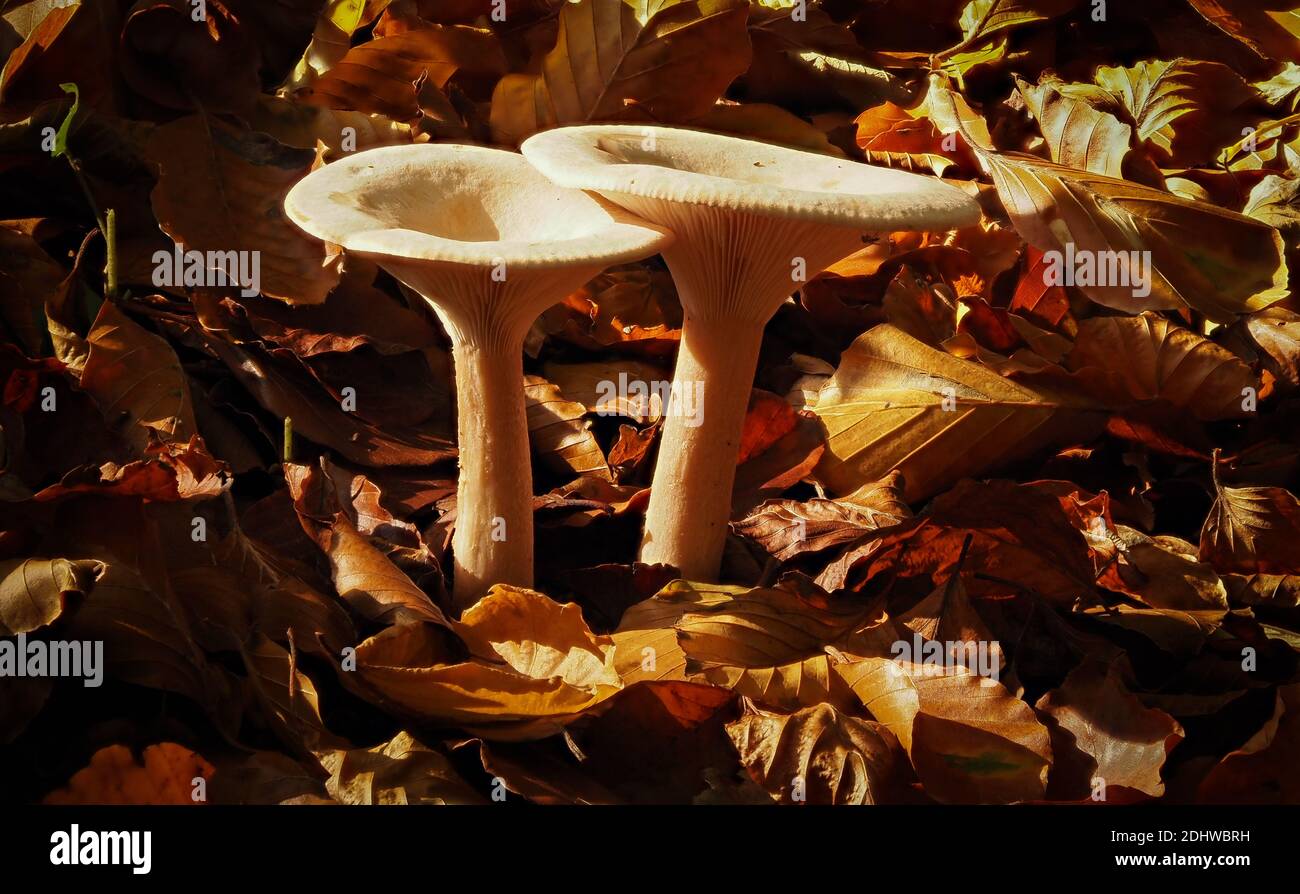 Milkcap fungus Lactarius sp growing under beech in a Somerset wood UK ...