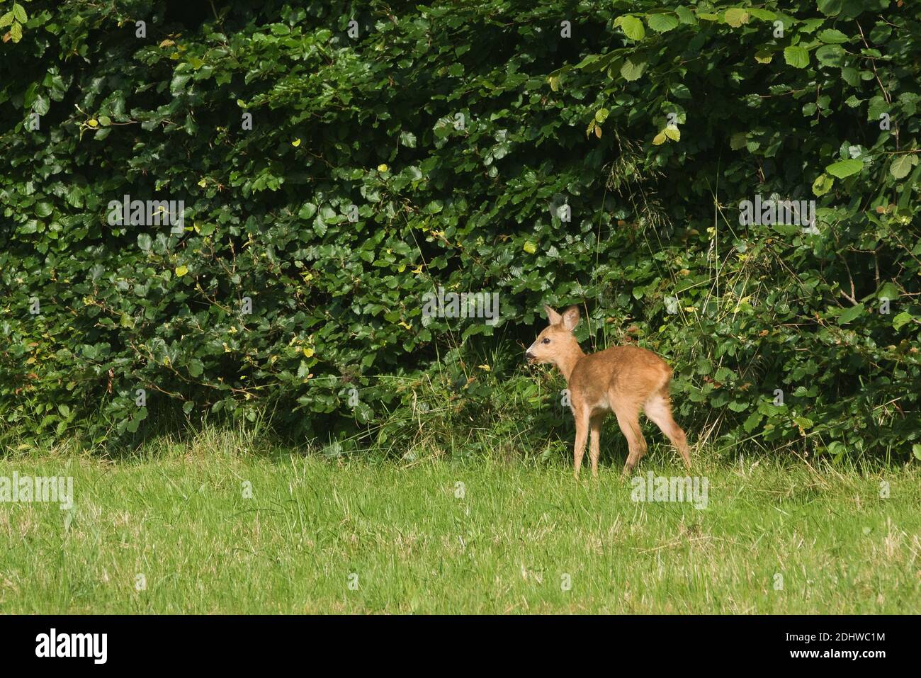 A young roe deer stands on a meadow, calls its mother Stock Photo - Alamy