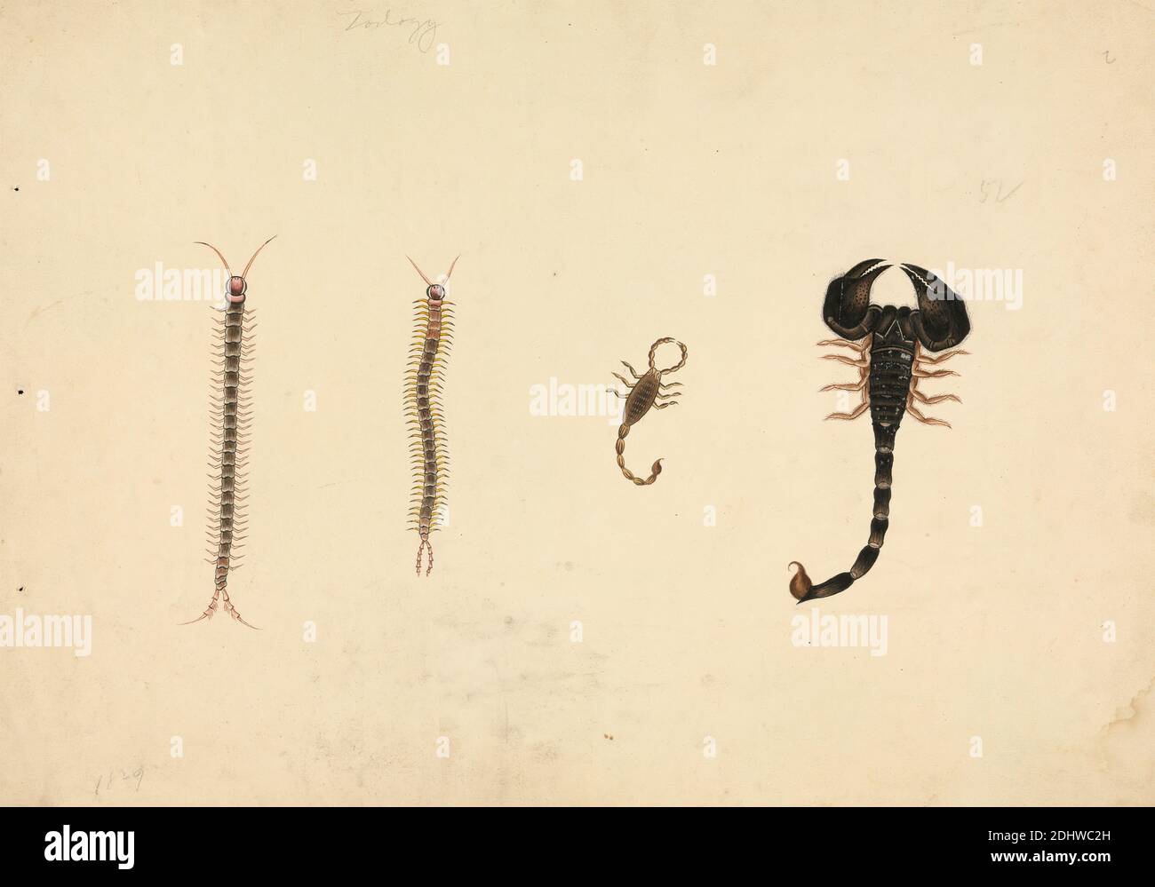 Two scorpions hi-res stock photography and images - Alamy