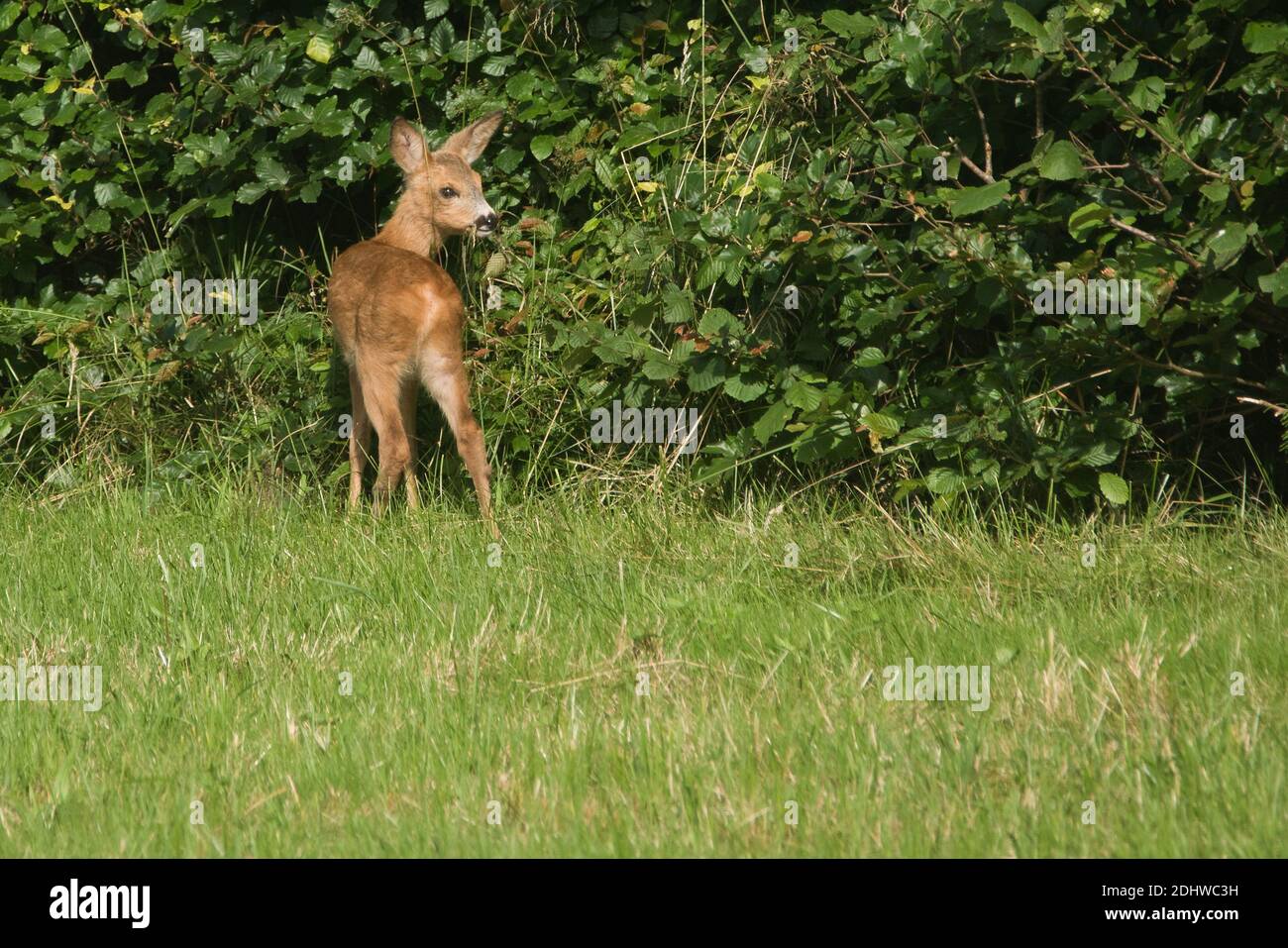 A young roe deer stands on a meadow, calls its mother Stock Photo - Alamy