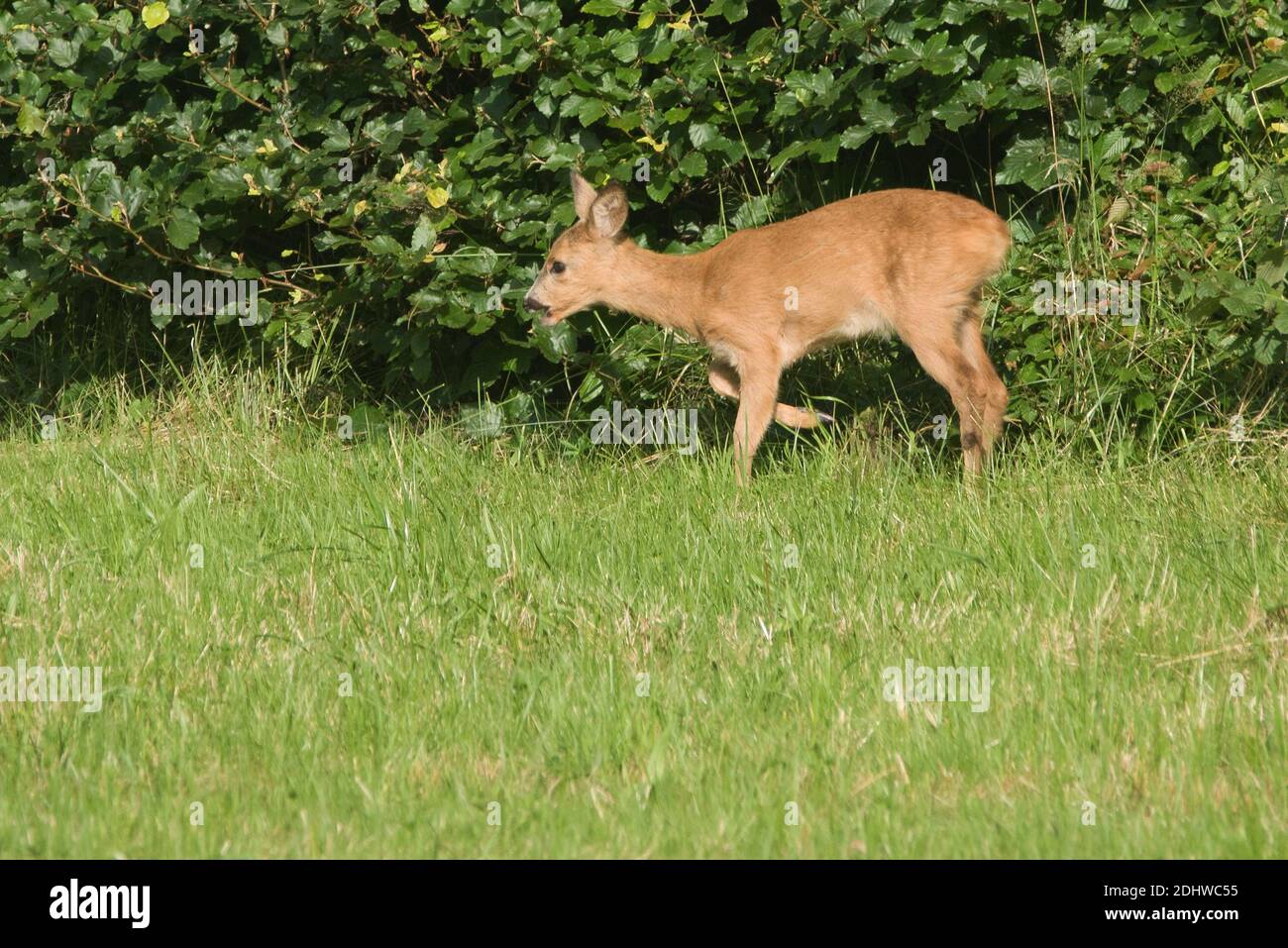 A young roe deer stands on a meadow, calls its mother Stock Photo - Alamy