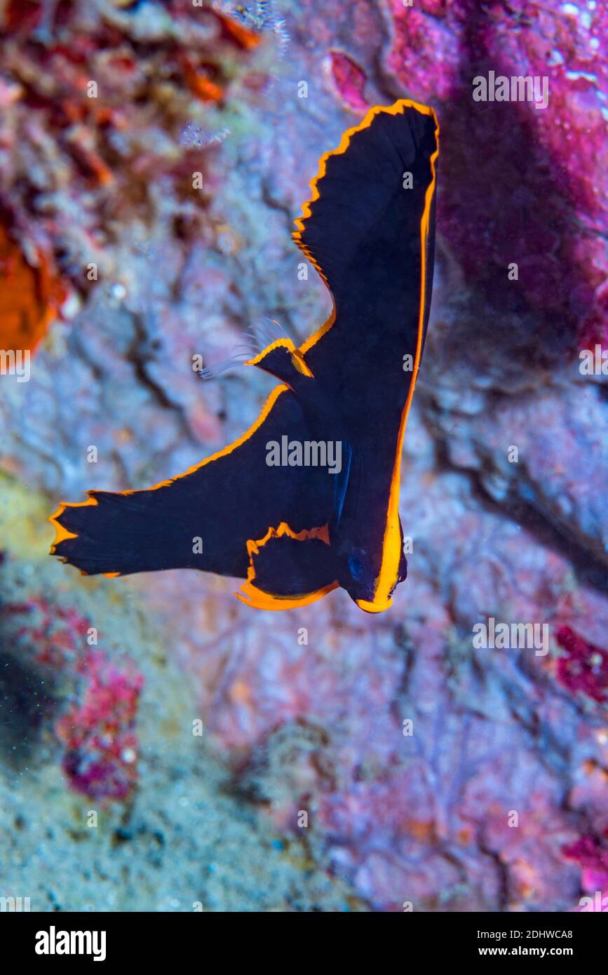 Red faced orbic batfish hi-res stock photography and images - Alamy