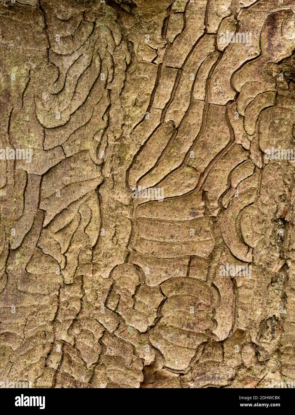 Sycamore Tree Trunk High Resolution Stock Photography and Images - Alamy