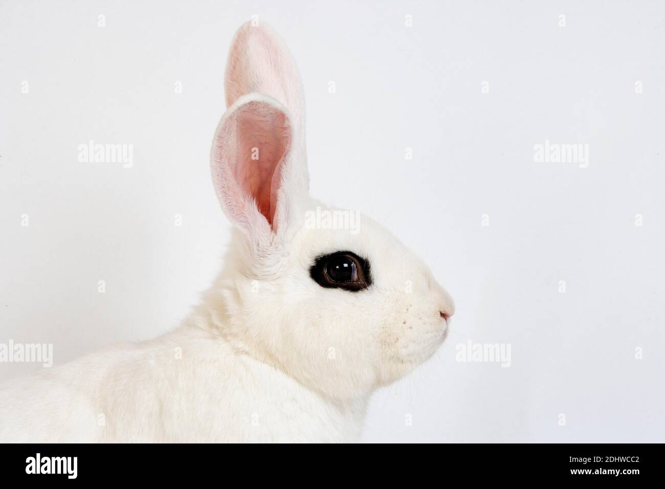 Hotot Rabbit against White Background, Breed from Normandy Stock Photo ...