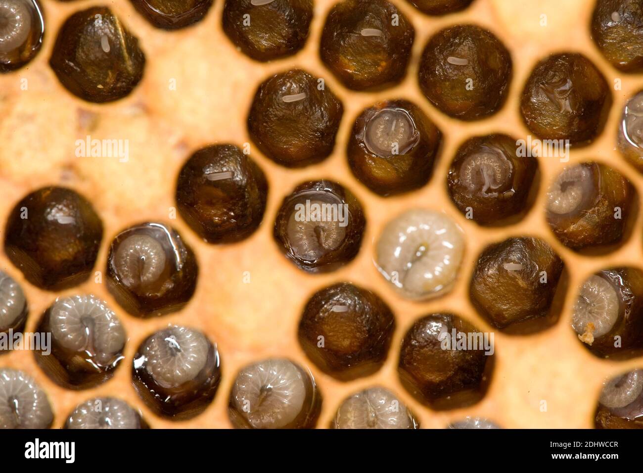 Honey Bee, apis mellifera, Larvae on Brood Comb, Bee Hive in Normandy ...