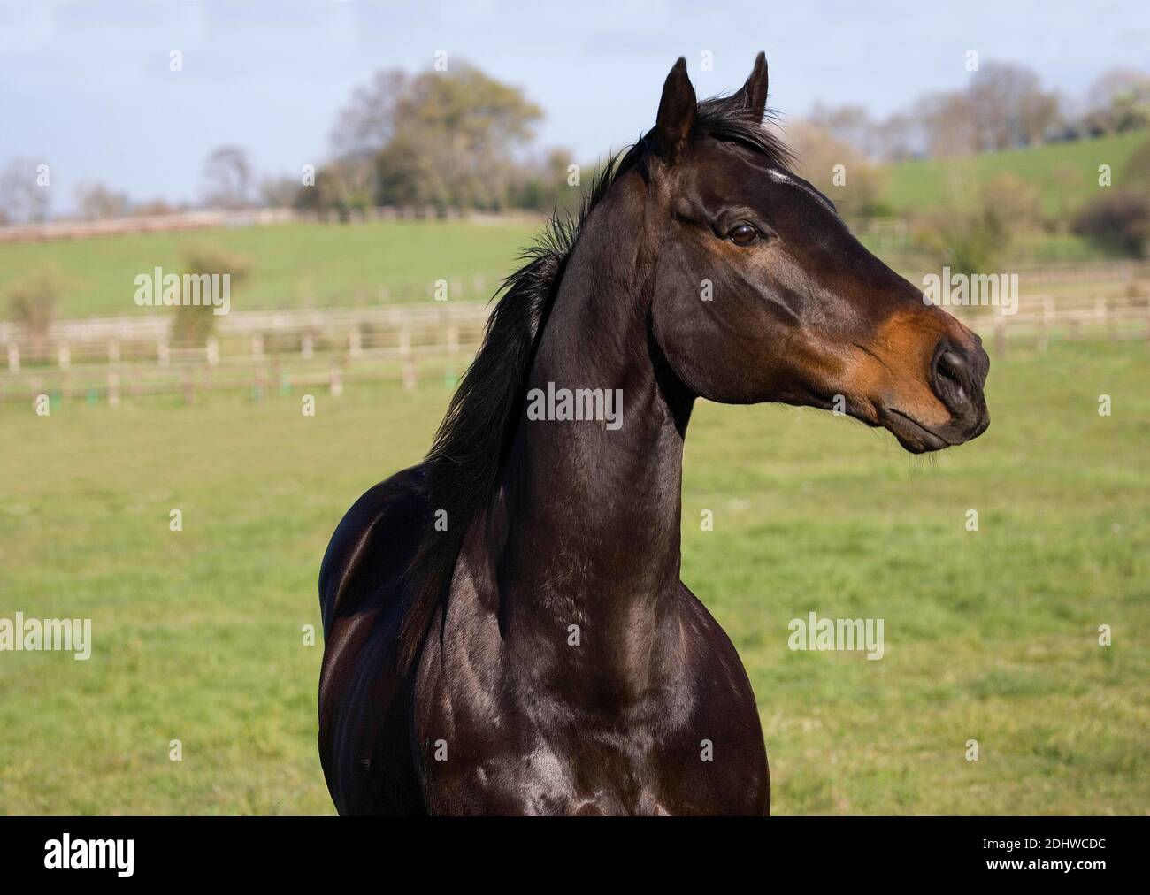 English thoroughbred horse adult standing hi-res stock photography and ...