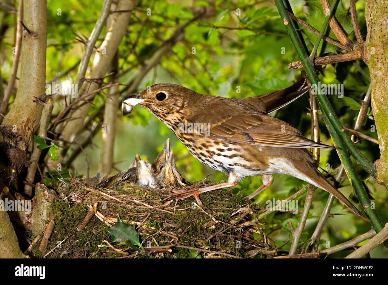 Fecal sac hi-res stock photography and images - Alamy