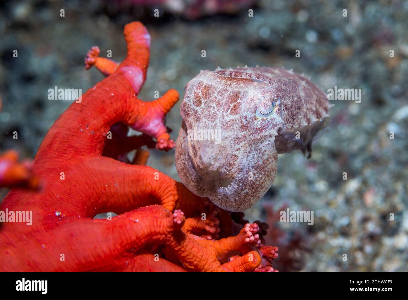 Soft cuttlefish hi-res stock photography and images - Alamy