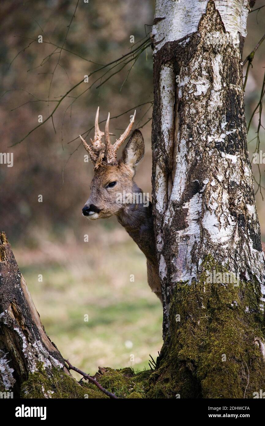 Roe Deer, capreolus capreolus, Male Hidden behind Tree Trunk, Normandy ...
