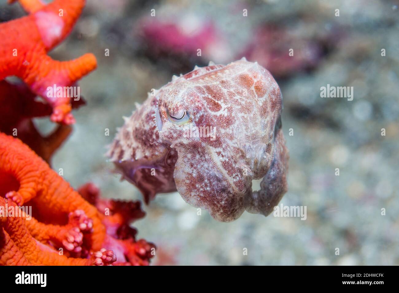 Soft cuttlefish hi-res stock photography and images - Alamy