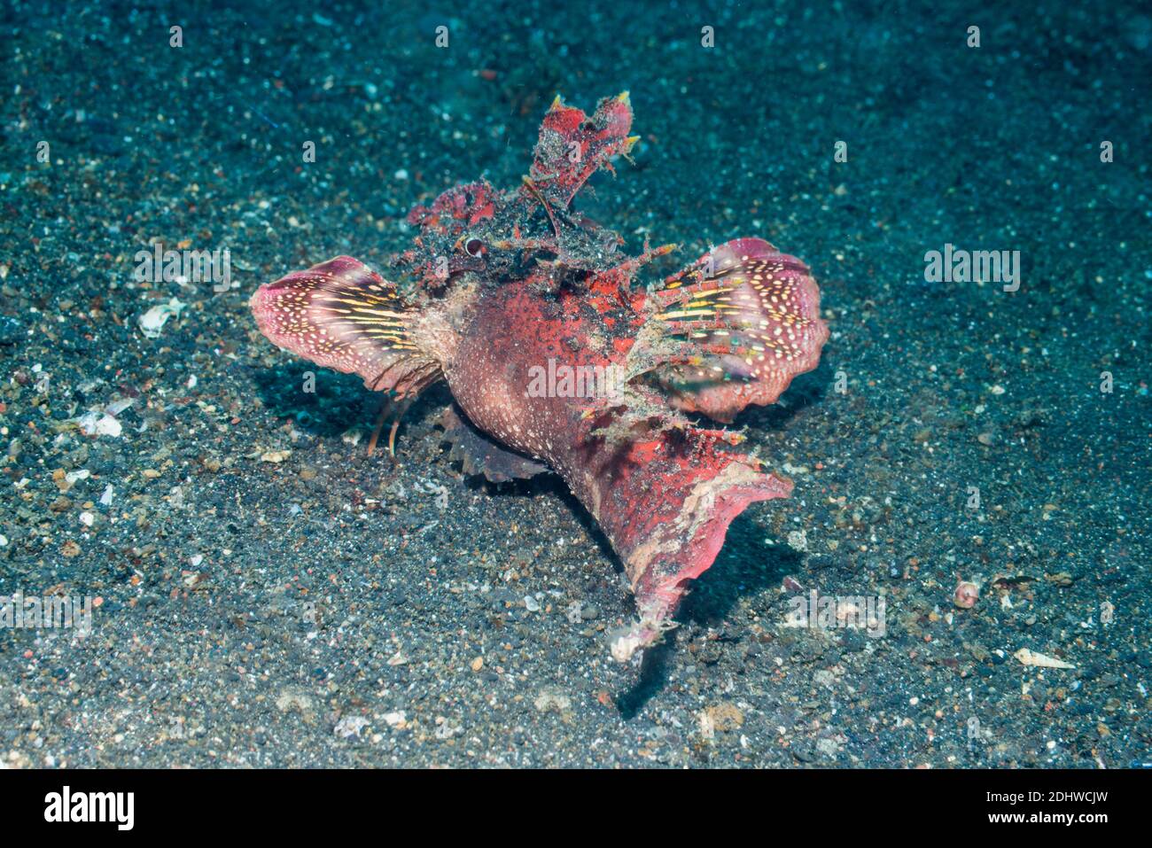 Devilfish or Stinger [Inimicus didactylus] showing pattern on pectoral ...