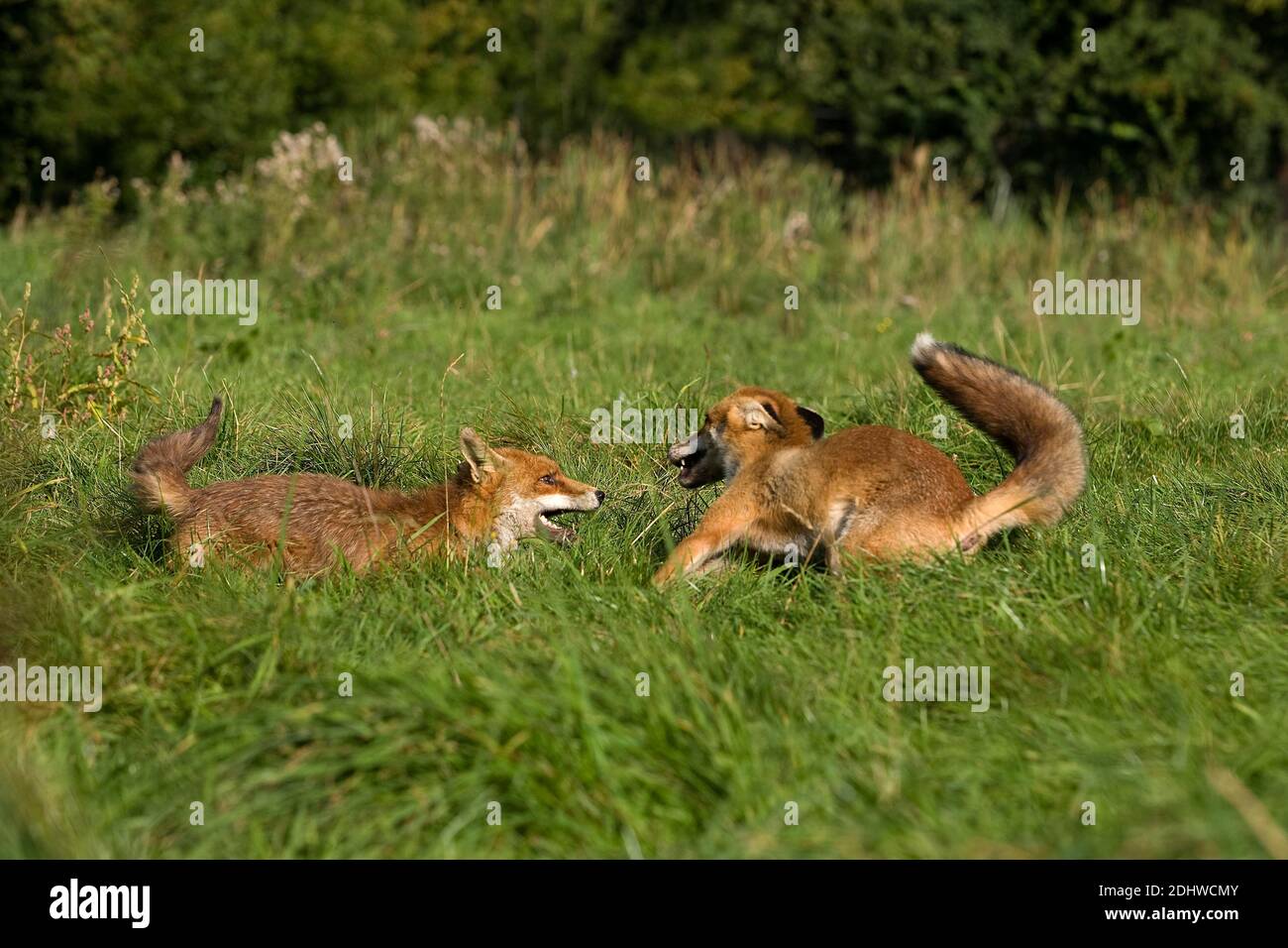 Red Fox, vulpes vulpes, Adults Fighting, Normandy Stock Photo - Alamy