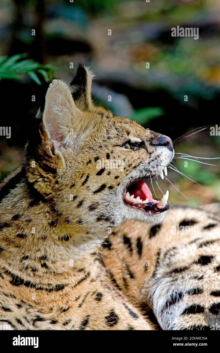 Serval, leptailurus serval, Portrait of Adult snarling Stock Photo - Alamy