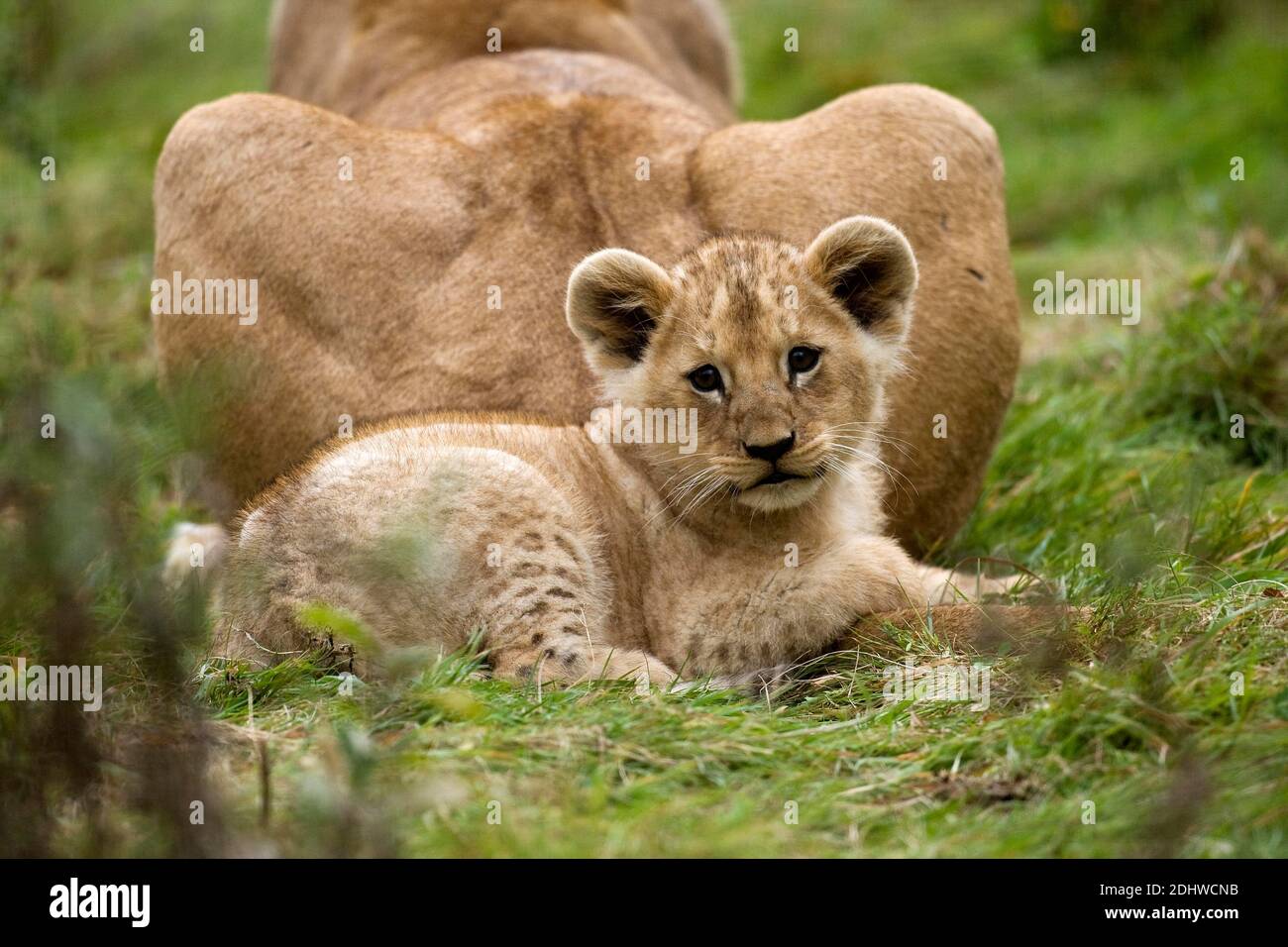 Katanga Lion or Southwest African Lion, panthera leo bleyenberghi ...