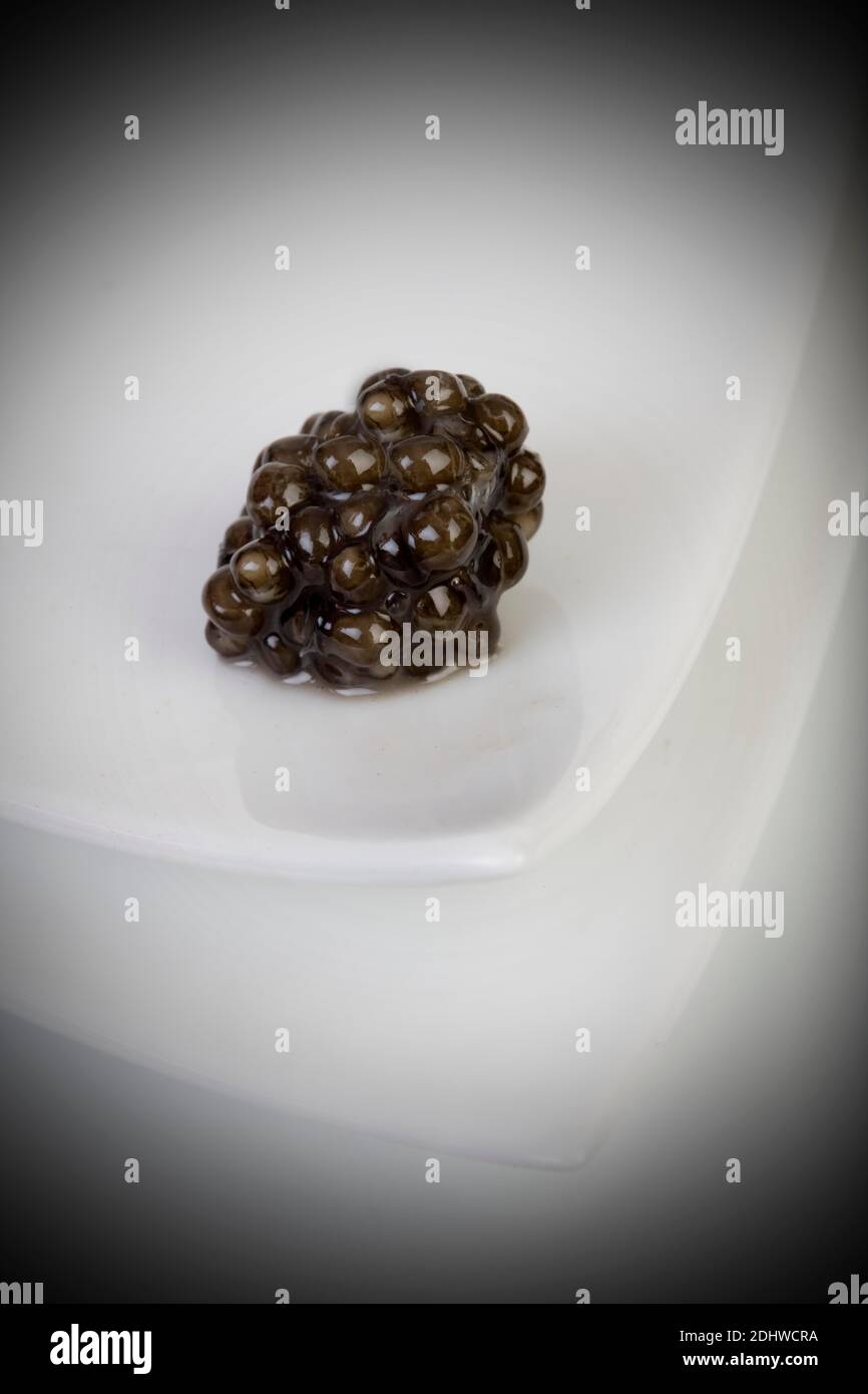 Sturgeon acipenser sp hi-res stock photography and images - Alamy