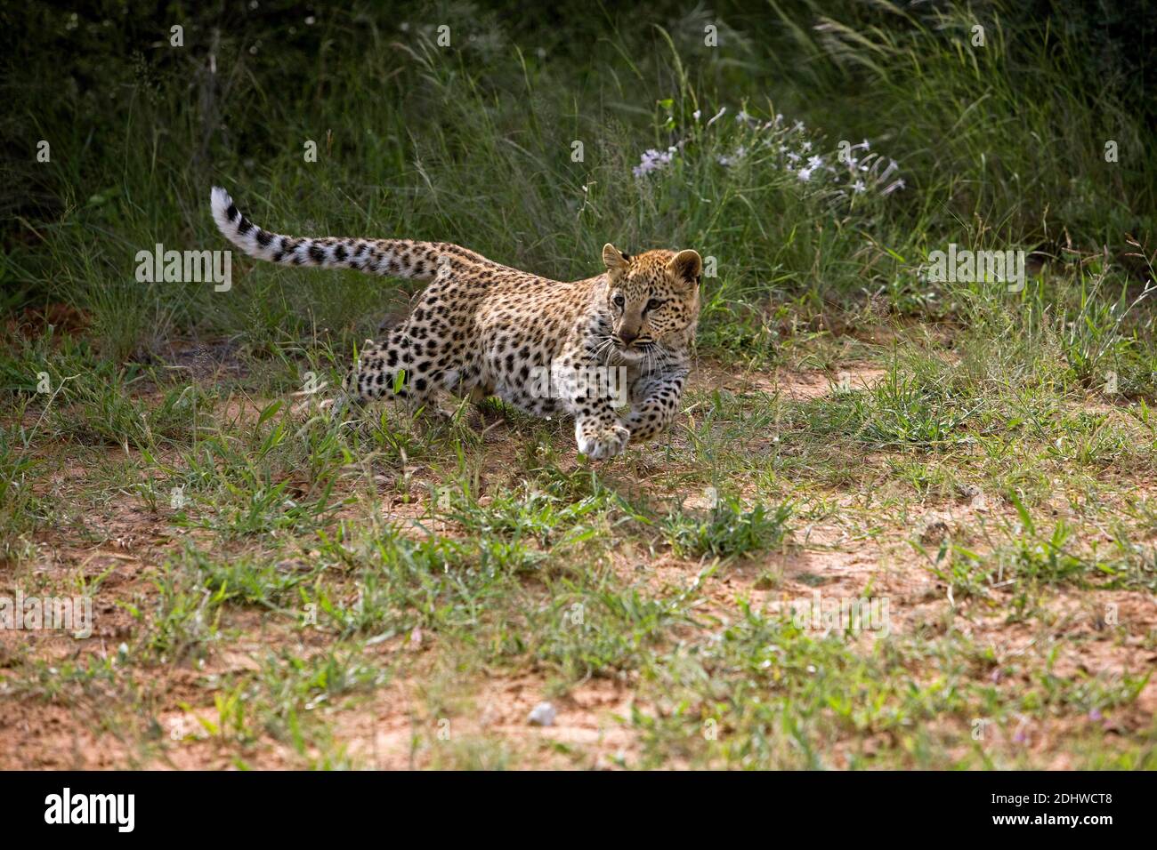 Leopard cub running hi-res stock photography and images - Alamy