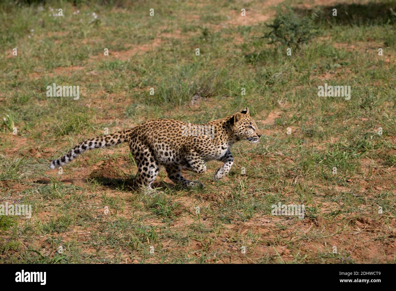 Leopard cub running hi-res stock photography and images - Alamy