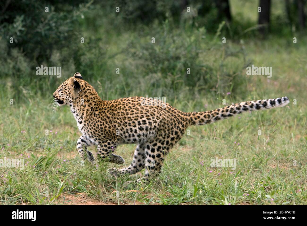 Leopard panthera pardus cub running hi-res stock photography and images ...