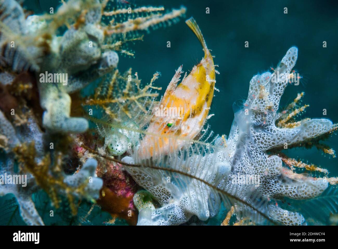Seagrass Filefish [Acreichthys tomentosus]. Lembeh Strait, North ...