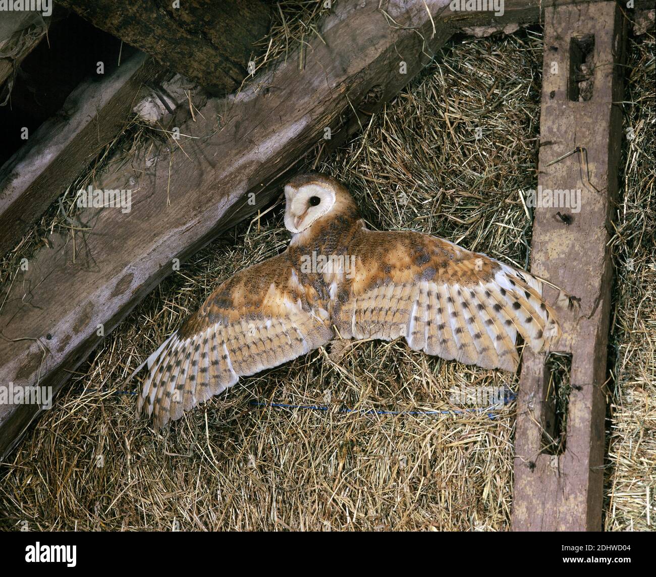 Barn Owl, tyto alba, Adult with Open Wings, Attic in Normandy Stock ...