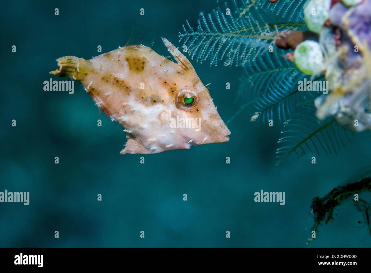 Seagrass Filefish [Acreichthys tomentosus]. Lembeh Strait, North ...