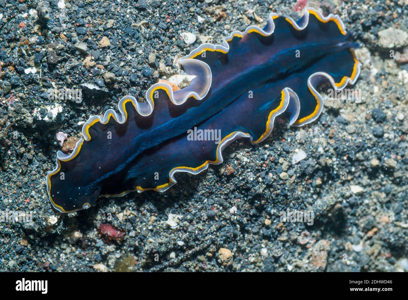 Marine flatworm hi-res stock photography and images - Alamy