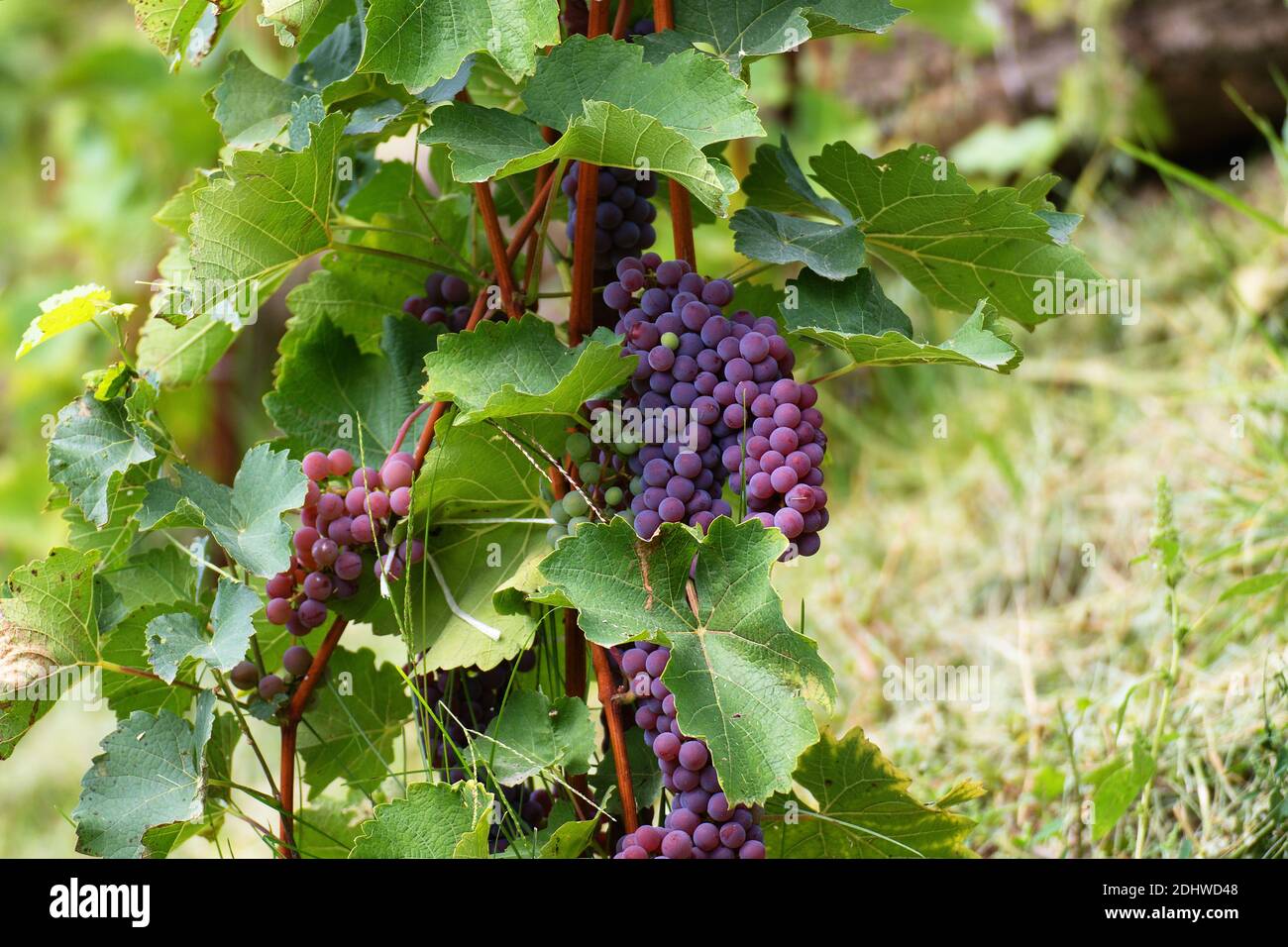 Purple grapes on grapevine plant shortly before harvest Stock Photo - Alamy