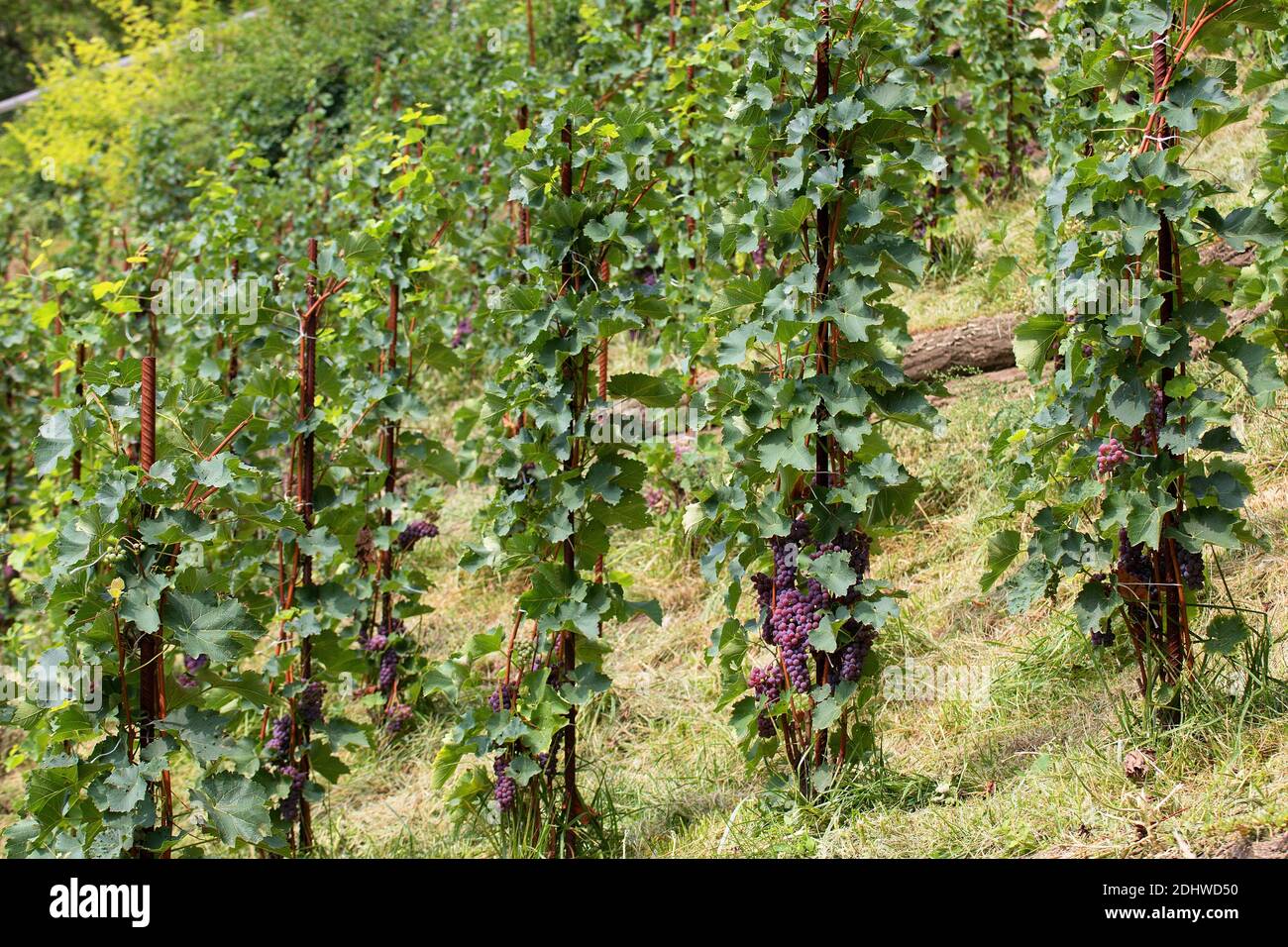 Rows of grapevine plants on a hillside of small vineyard Stock Photo ...