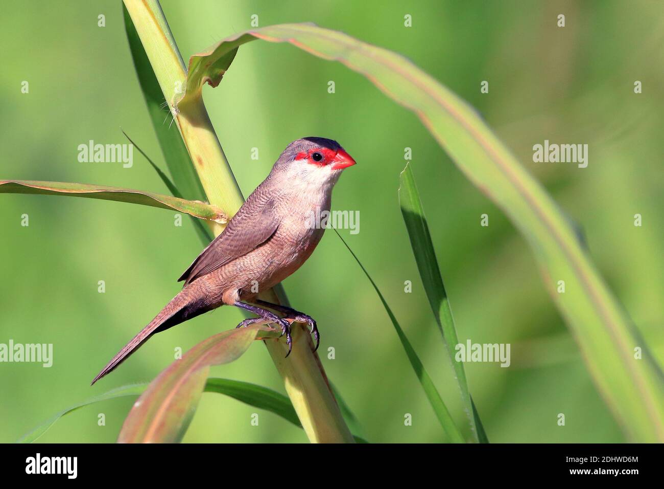 Common Waxbill (Estrilda astrild), invasive bird, introduced in Brazil ...
