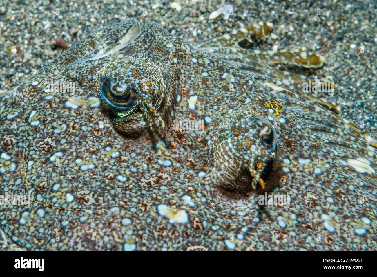 Leopard Flounder [Bothus pantherinus] close up of eyes. Lembeh Strait ...