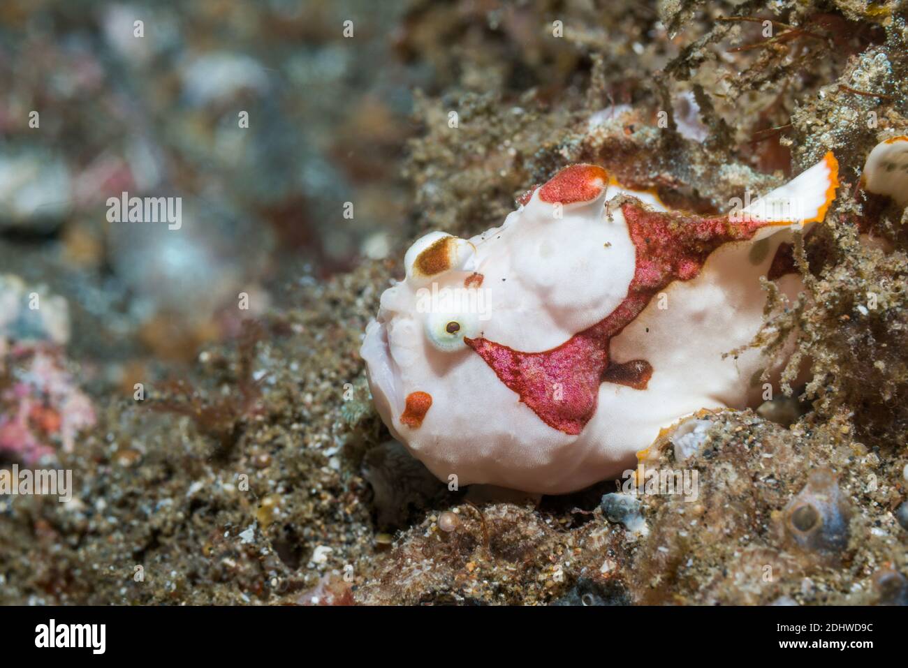 Painted frogfish [Antennarius pictus]. Lembeh Strait, North Sulawesi ...