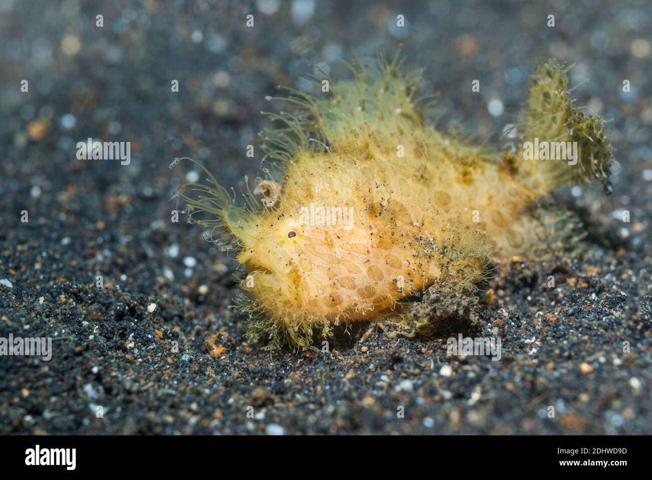 Shaggy Frogfish High Resolution Stock Photography and Images - Alamy