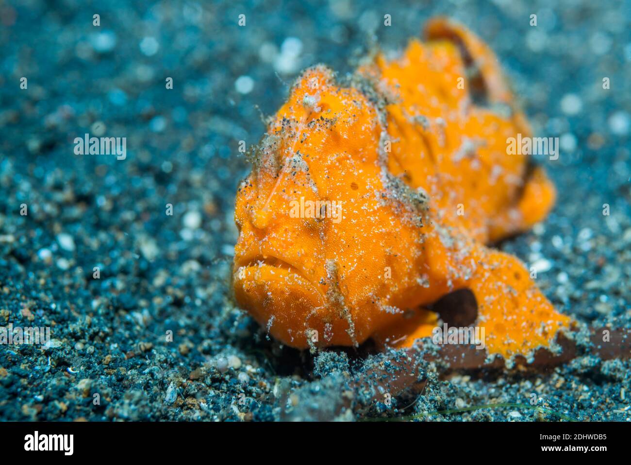 Anglerfish High Resolution Stock Photography and Images - Alamy