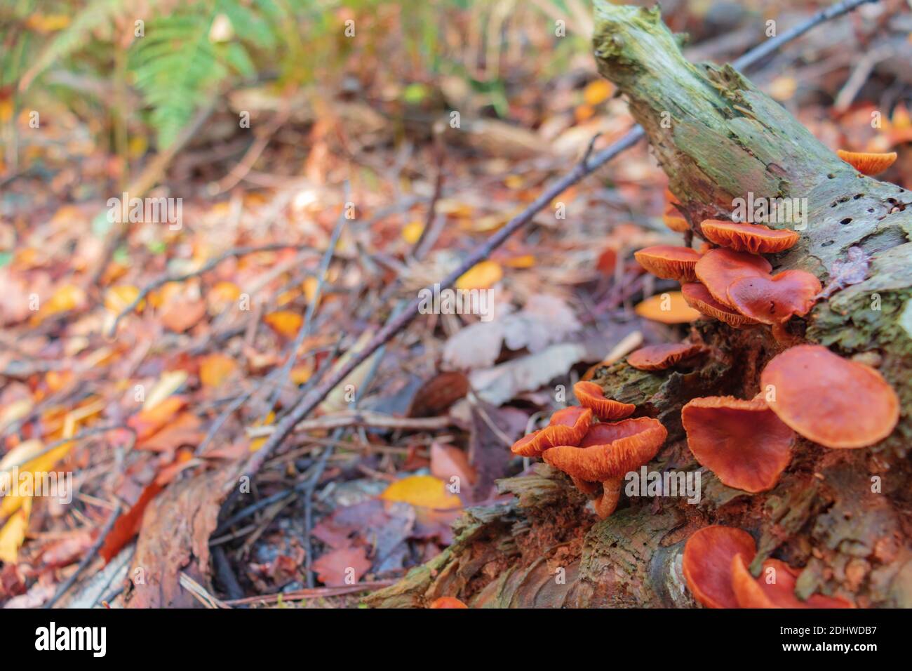 Funeral bell mushroom hi-res stock photography and images - Alamy