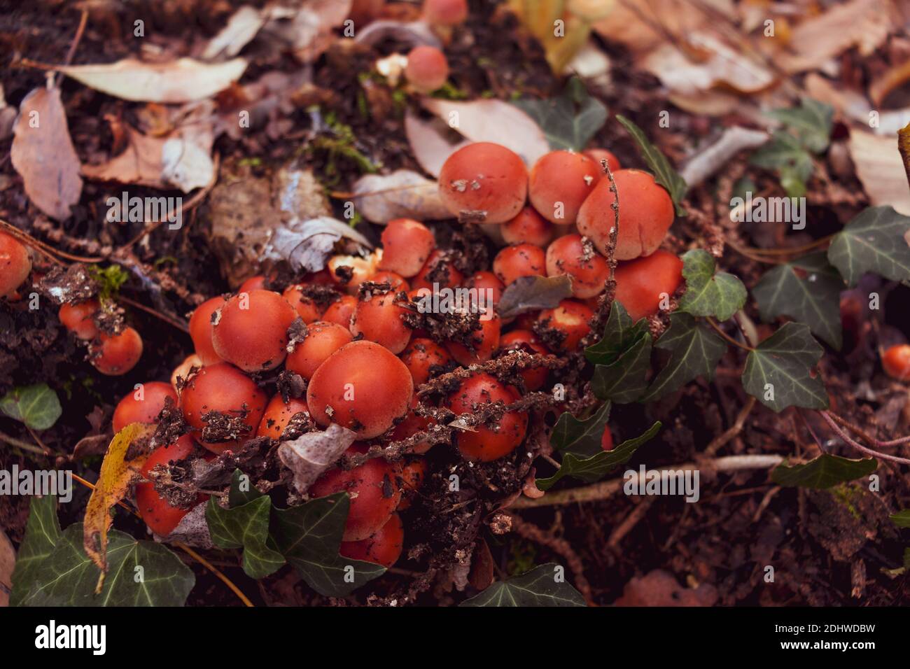 Spherical fungus hi-res stock photography and images - Alamy