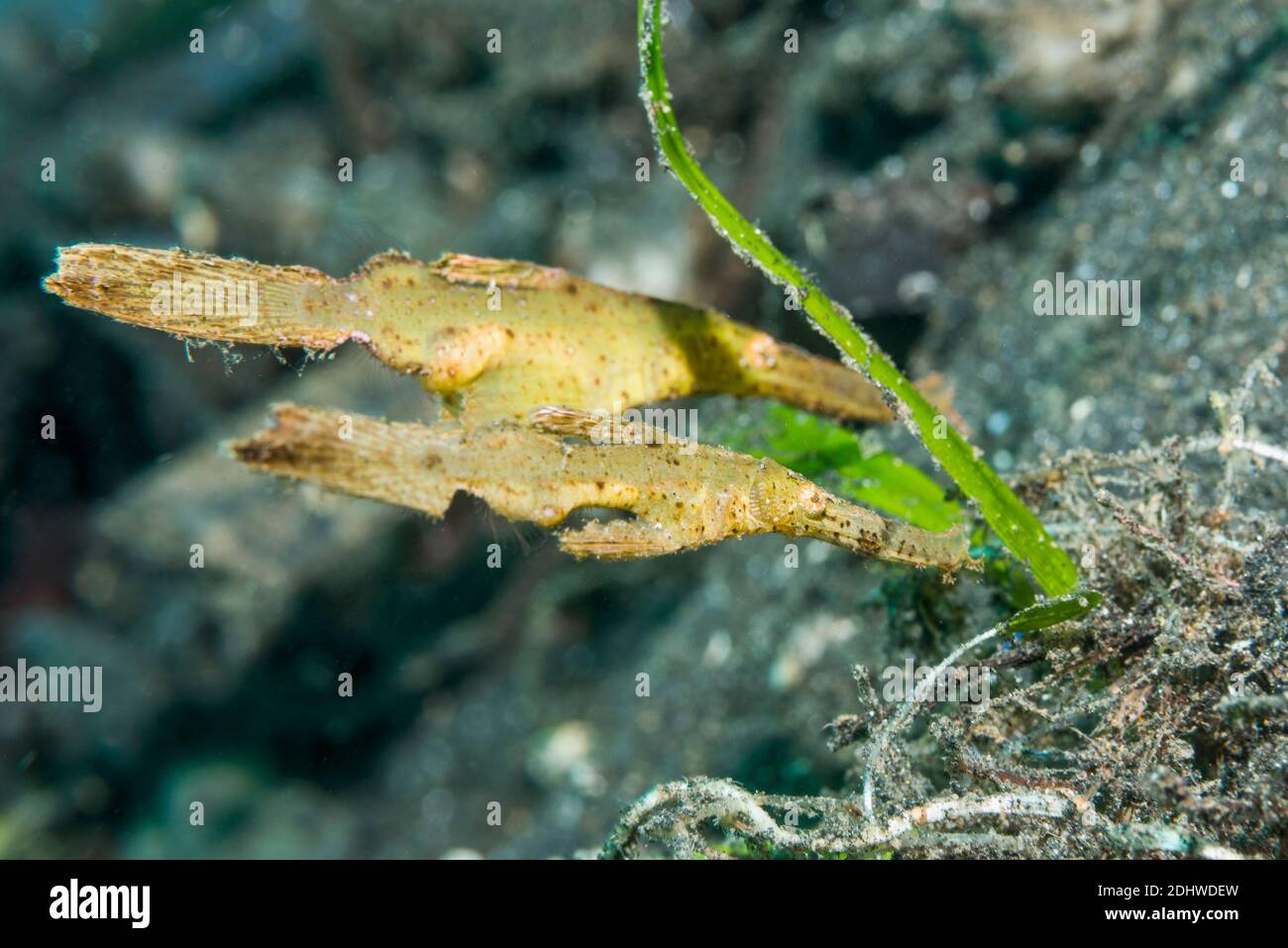 Robust Ghost pipefish [Solenostomus cyanopterus]. Lembeh Strait, North ...