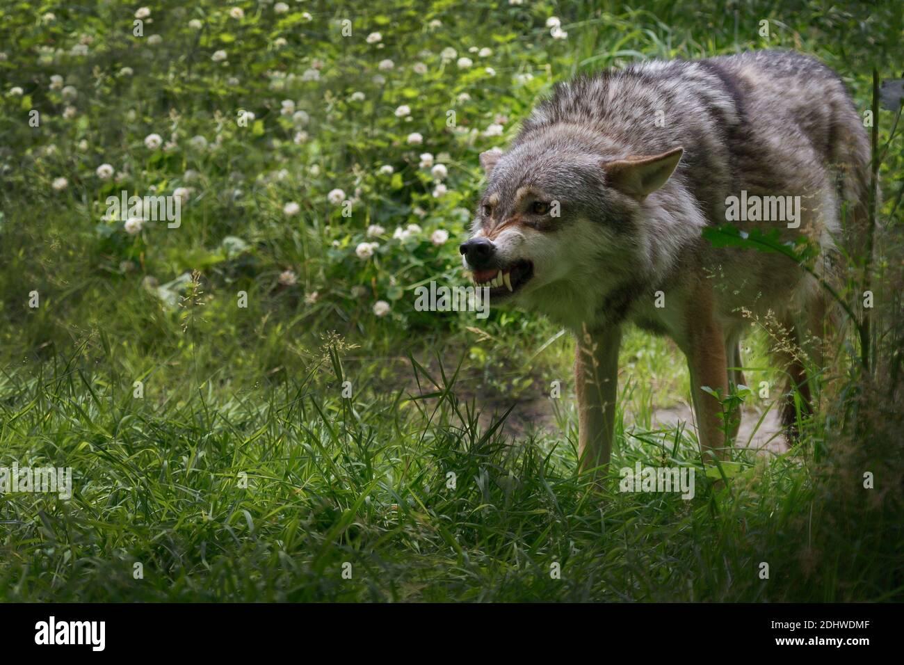 Angry wolf teeth hi-res stock photography and images - Alamy