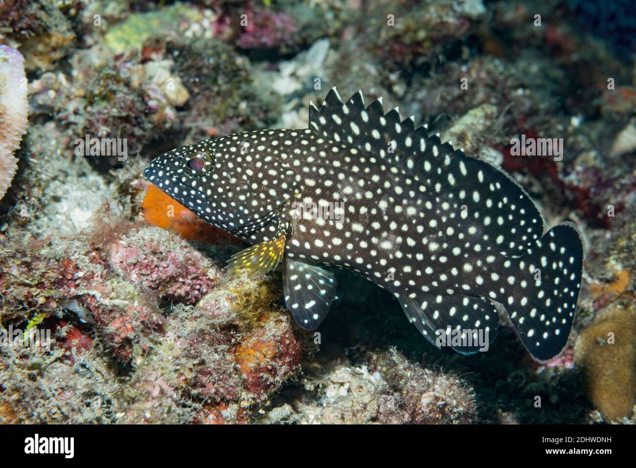 Honeycomb cod hi-res stock photography and images - Alamy