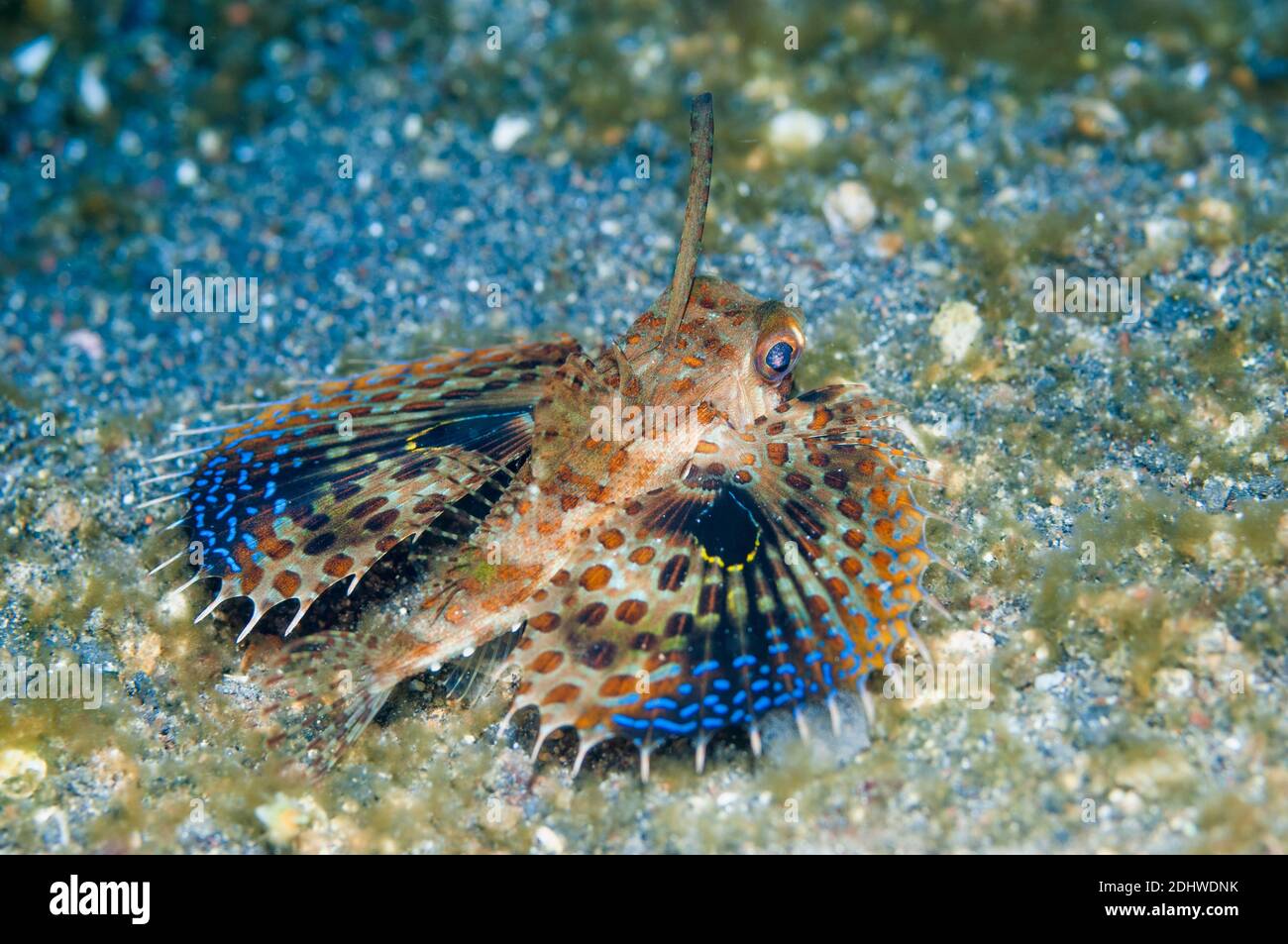 Indo pacific flying gurnard hi-res stock photography and images - Alamy
