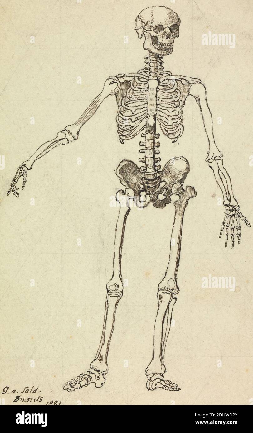 Anatomical skeleton drawing hi-res stock photography and images - Alamy