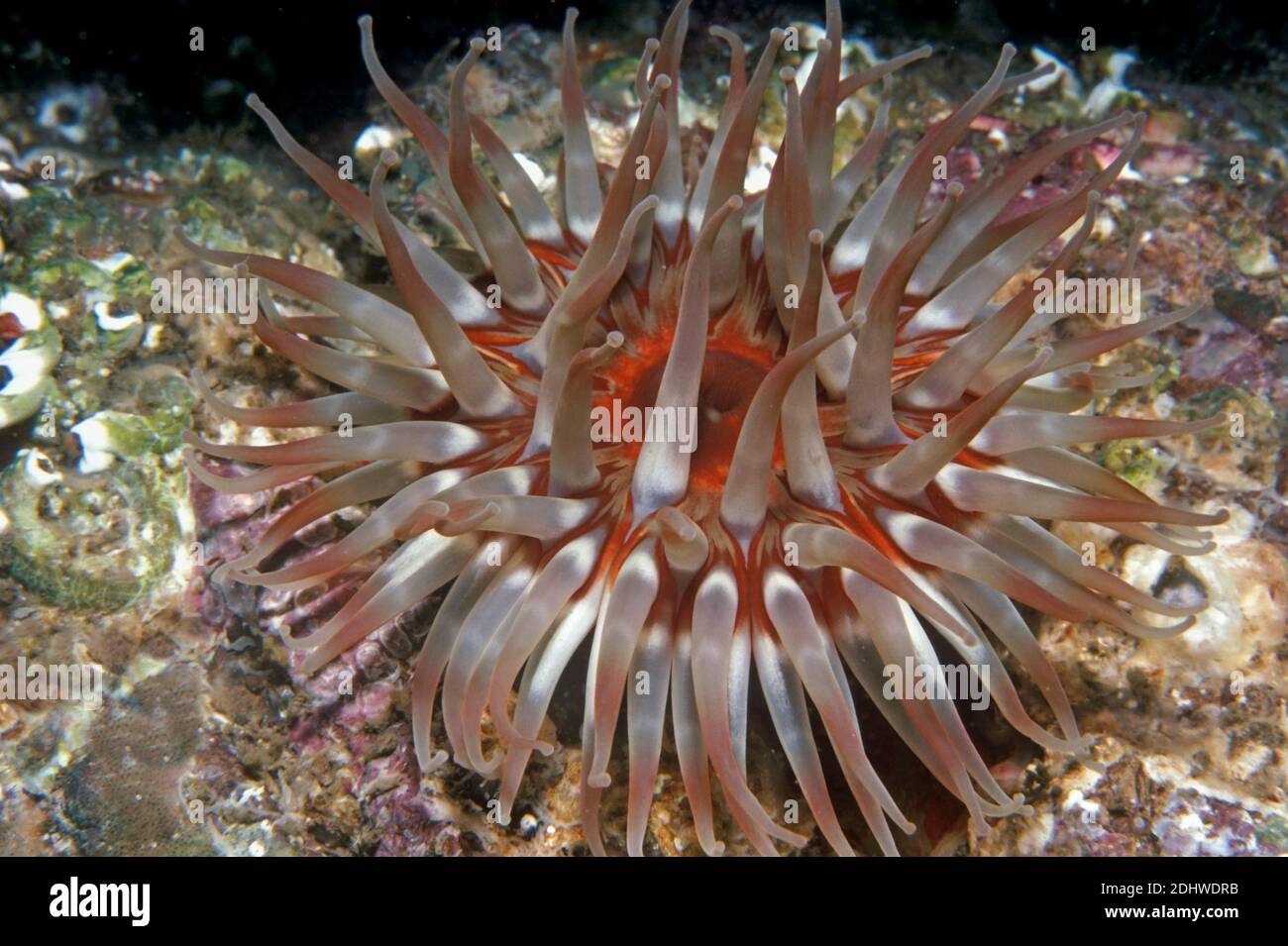 Dahlia anemone (Urticina felina) on a rock face, UK Stock Photo - Alamy