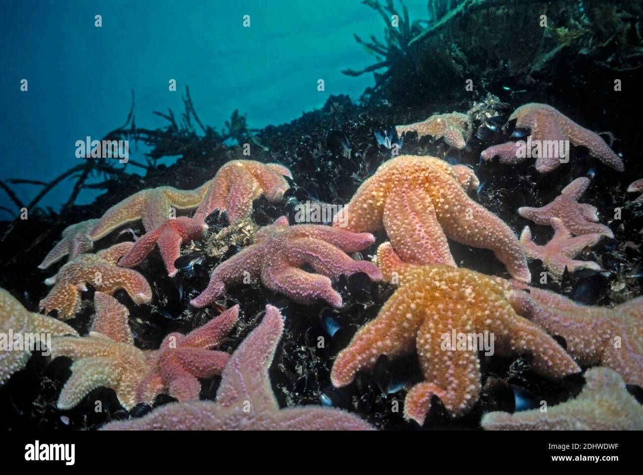 Common starfish (Asterias rubens) group feeding on a mussel bed, UK ...